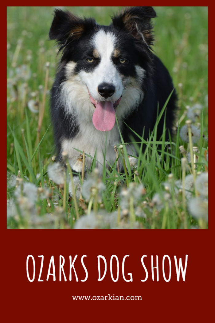 Ozarks Dog Show - The Accidental Ozarkian
